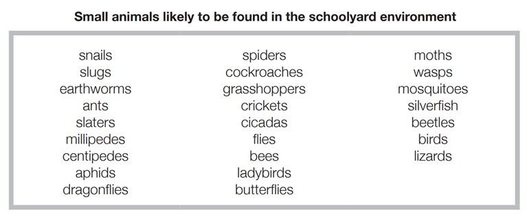Lesson 1 • Living in the schoolyard | Primary Connections